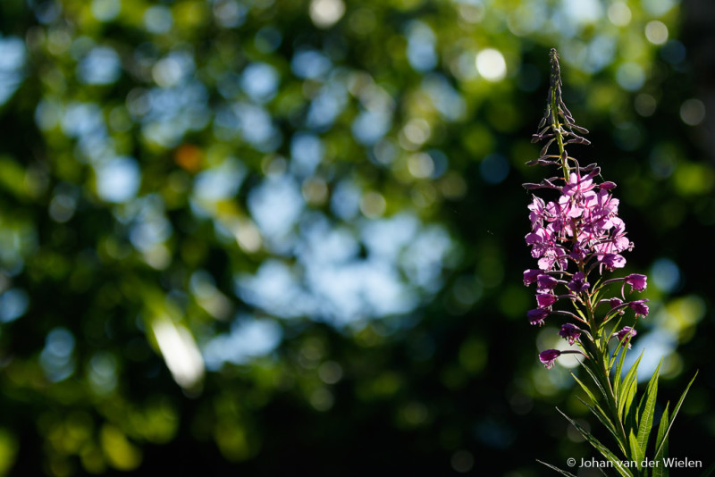 Lichtsoorten en lichtrichtingbij macrofotografie - Johan van der Wielen ...