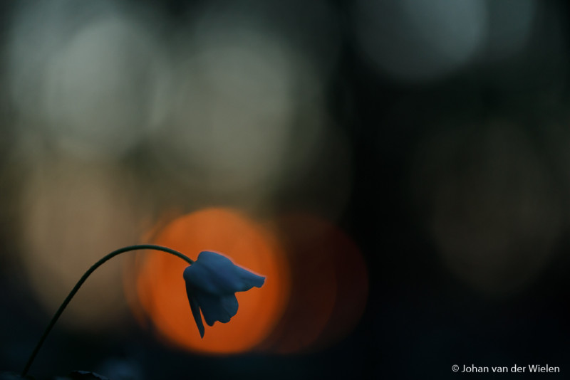 Lichtsoorten en lichtrichtingbij macrofotografie - Johan van der Wielen ...