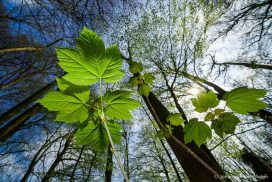 Flitsen en de invloed van de belichtingsdriehoek - Johan van der Wielen ...